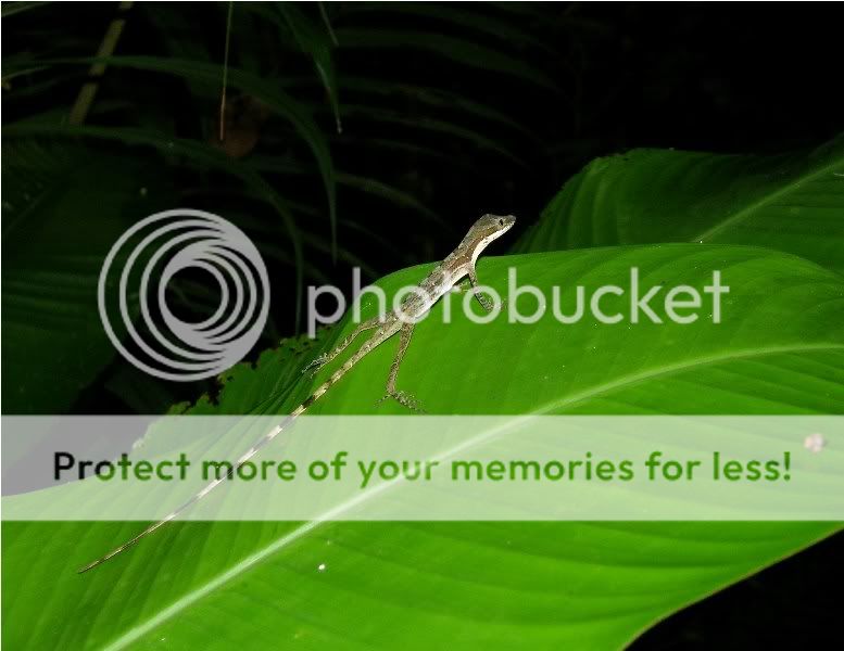 COSTA RICA June 2011 - Field Herp Forum