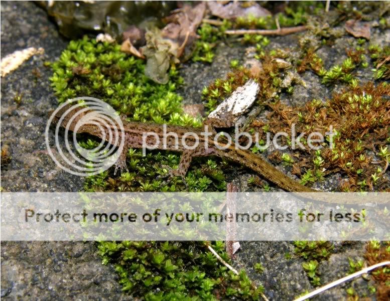 COSTA RICA June 2011 - Field Herp Forum