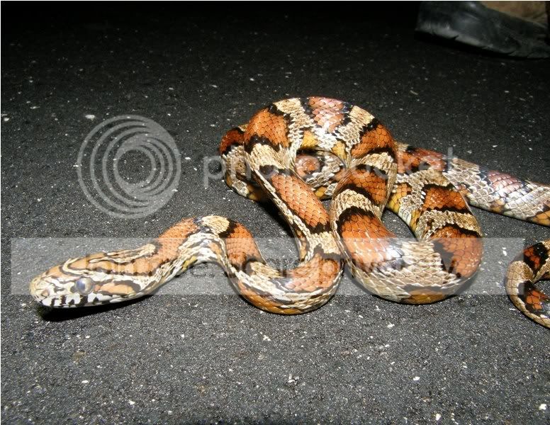 South Florida 3/25 - 4/03, 2011 - Field Herp Forum
