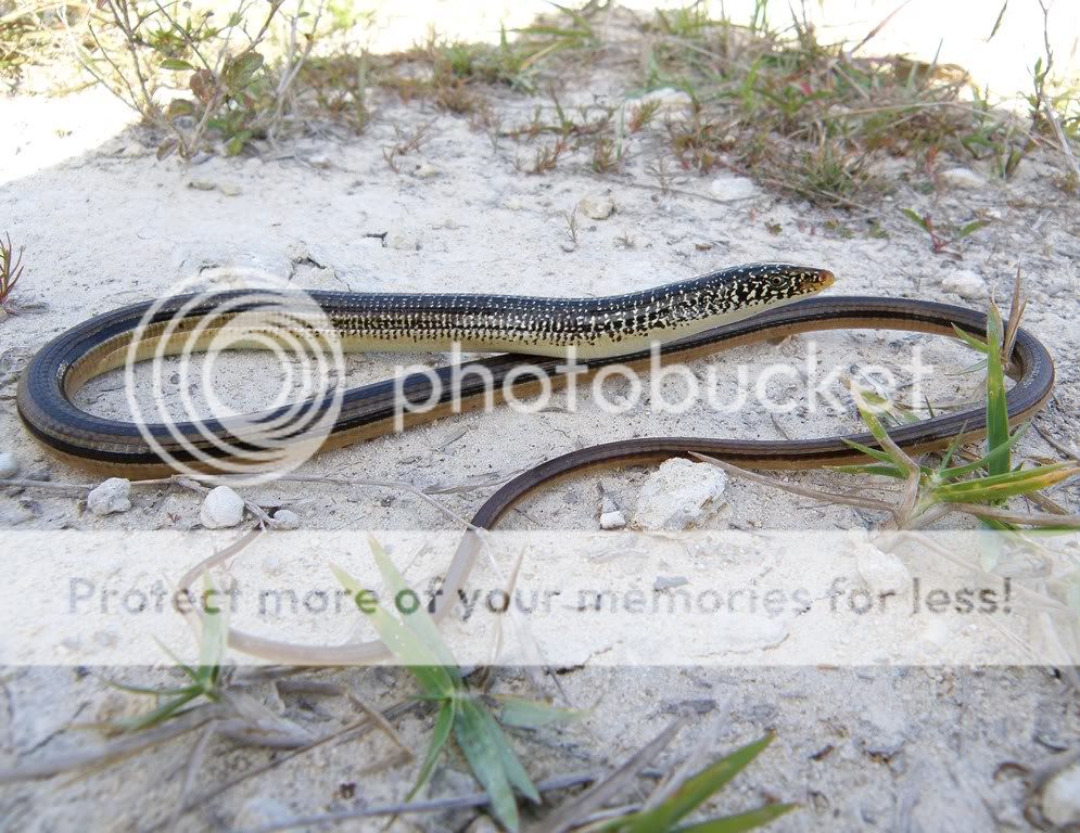 South Florida 3/23 - 4/1, 2012 - Field Herp Forum