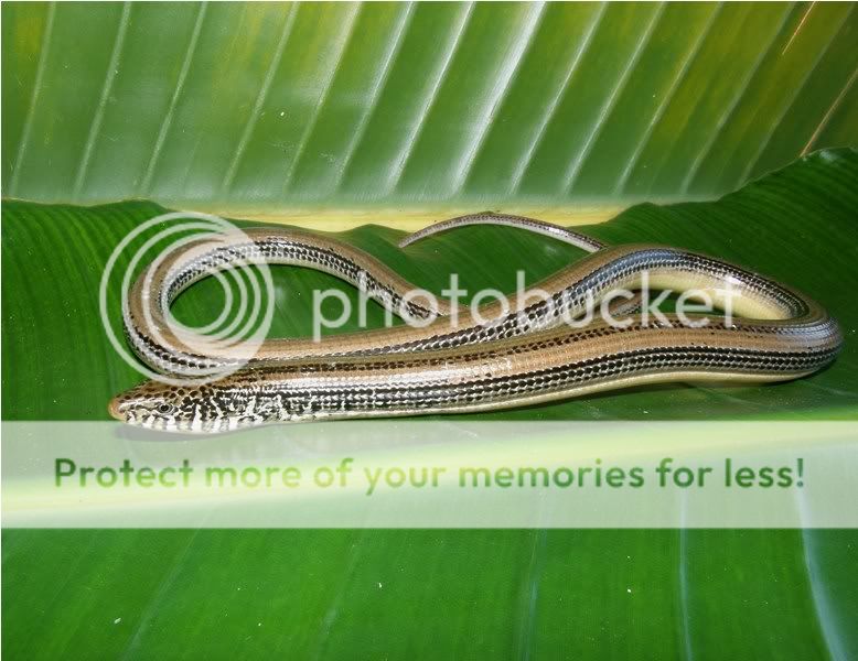 South Florida 3/25 - 4/03, 2011 - Field Herp Forum