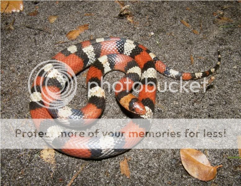 South Florida 3/25 - 4/03, 2011 - Field Herp Forum