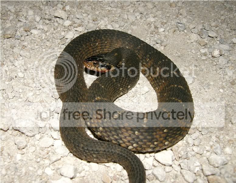 South Florida 3/25 - 4/03, 2011 - Field Herp Forum