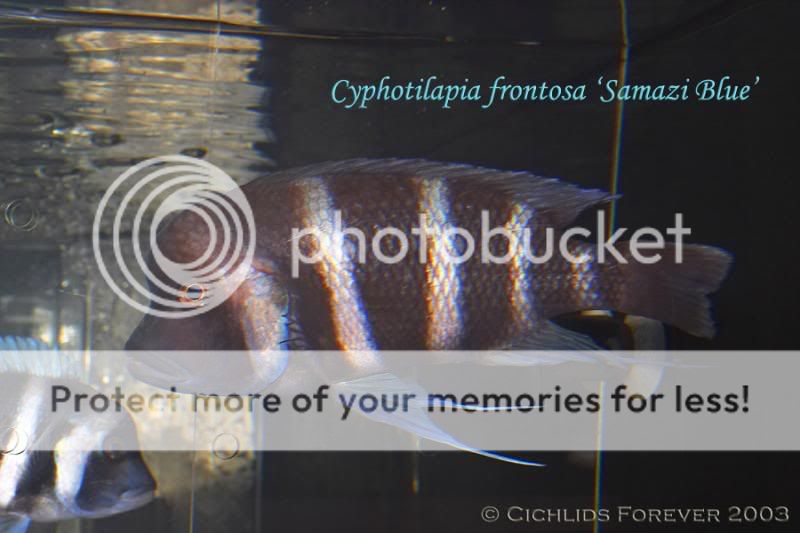 GENERO: CYPHOTILAPIA FRONTOSA Y SU MANTENIMIENTO | Living Tanganyika